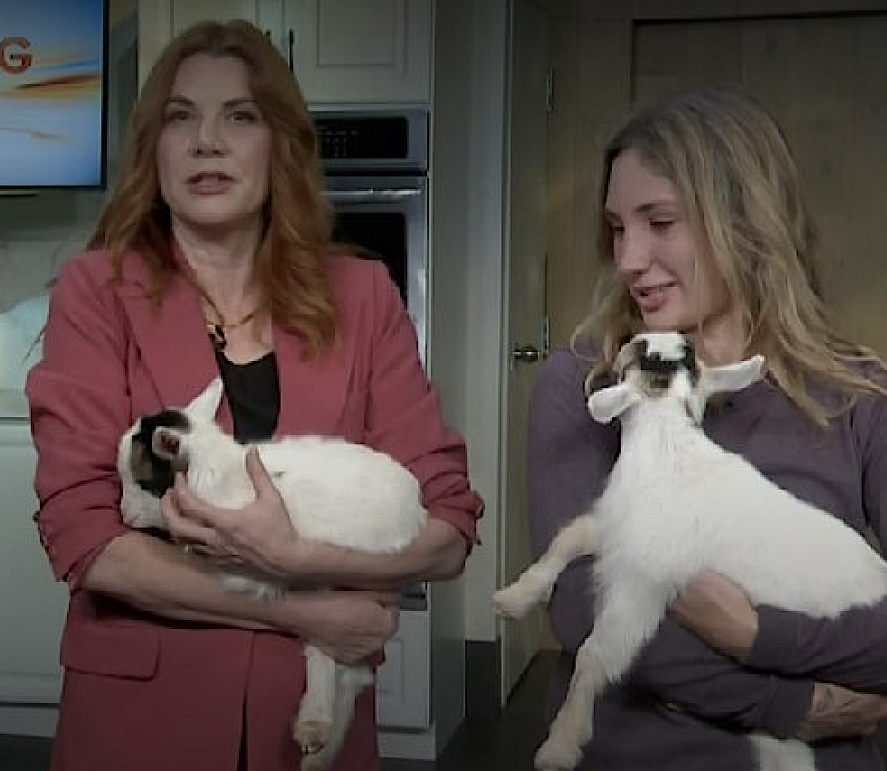 Inside The CTV Halifax Petting Zoo – Frank Magazine