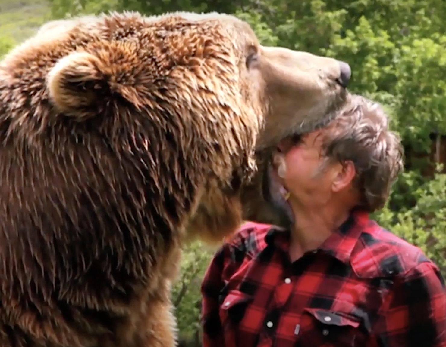 Does A Fake Bear Shit In The Woods? – Frank Magazine